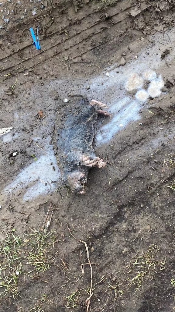 Zokors in October 2023 by rodent_enthusiast. My friend found the body ...