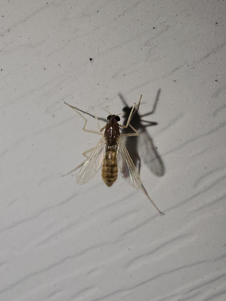 Non-biting Midges from Blythewood, SC, USA on July 26, 2023 at 01:37 AM ...