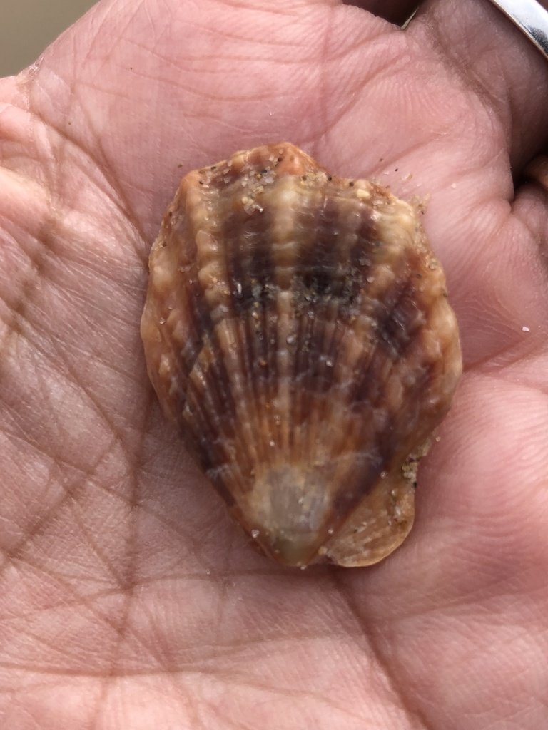 Livid Fan Scallop from Urunga, NSW, AU on May 5, 2024 at 10:08 AM by ...