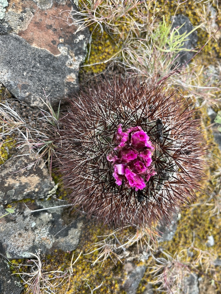 Columbia Plateau Cactus in May 2024 by Remington Jackson · iNaturalist