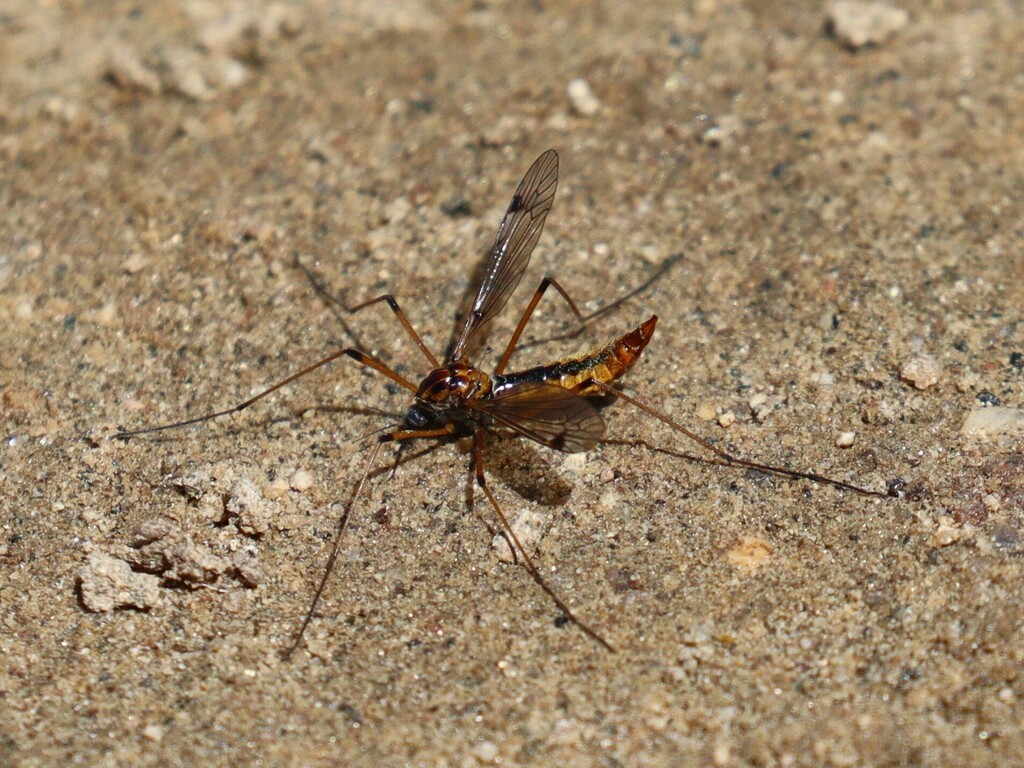 Common Crane Flies from Fred Canyon Rd. on May 4, 2024 at 01:43 PM by ...