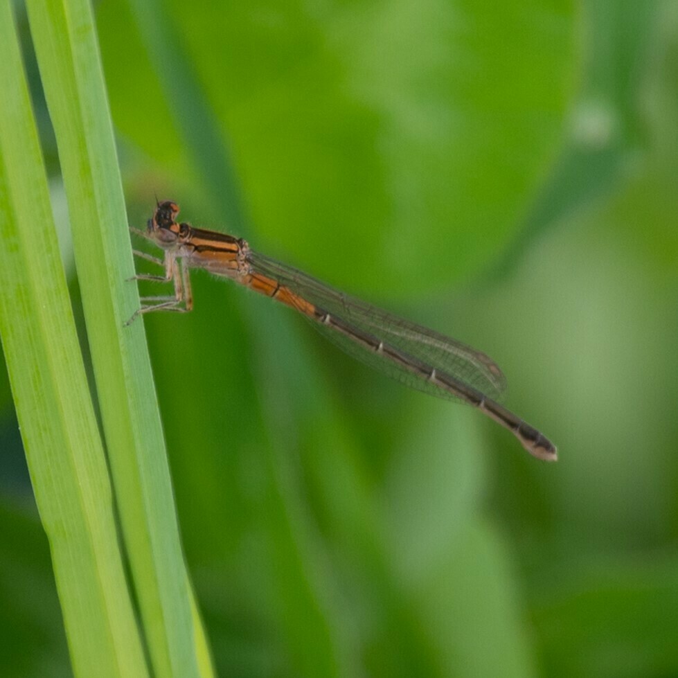 Eastern Forktail from West Chicago, IL, USA on May 4, 2024 at 01:05 PM ...