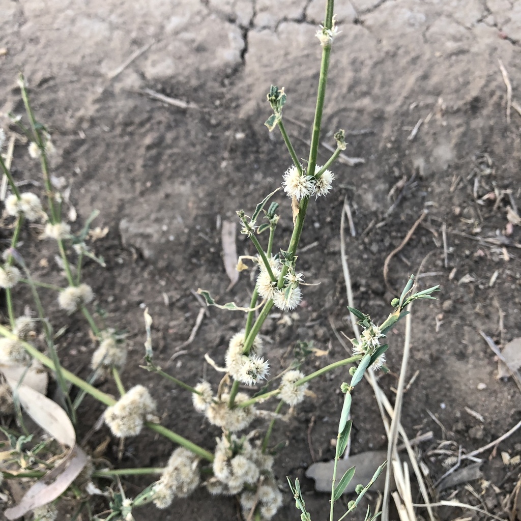 amaranths from Dutton River, QLD, AU on May 4, 2024 at 05:47 PM by ...