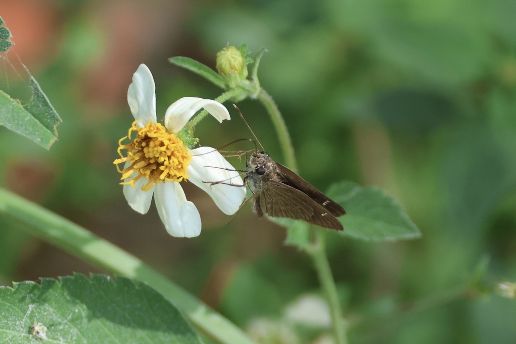 Three-spotted Skipper from Key West, FL 33040, USA on April 26, 2024 at ...