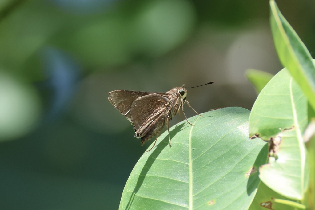 Monk Skipper from Key West, FL 33040, USA on April 26, 2024 at 01:13 PM ...