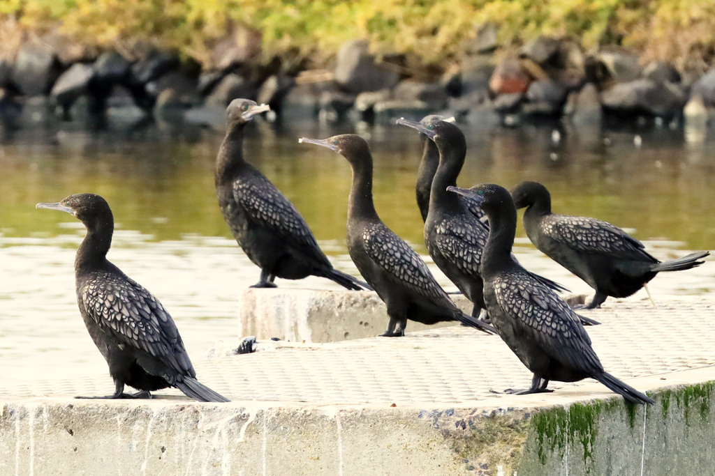 Little Black Cormorant from Cocoroc VIC 3030, Australia on May 3, 2024 ...
