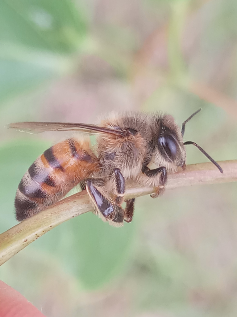 Western Honey Bee from 11488, Santo Tomé, Santa Fe, Argentina on May 04 ...