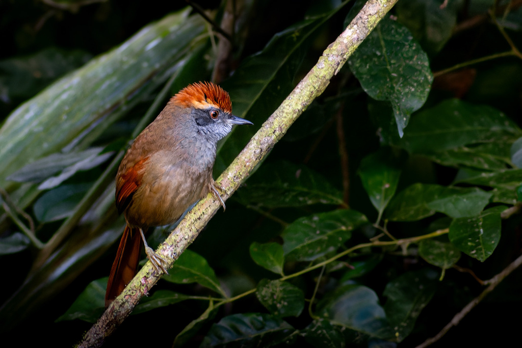 Rufous-capped Spinetail from Córrego Do Bpo. - Jardim Peri, São Paulo ...