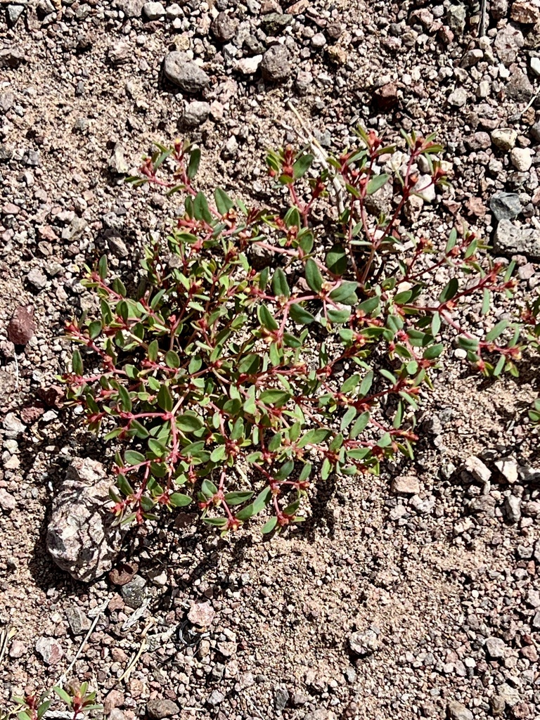 Fendler's Sandmat from Sevilleta National Wildlife Refuge, Lemitar, NM ...