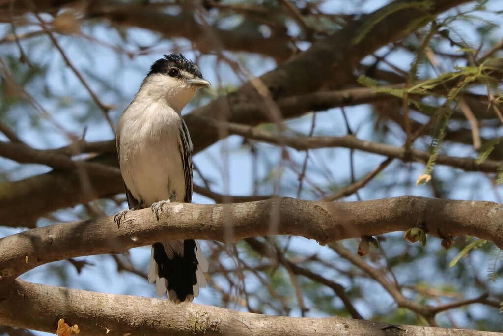Gray-collared Becard from 45325 Castro Urdiales, Jal., México on May 4 ...