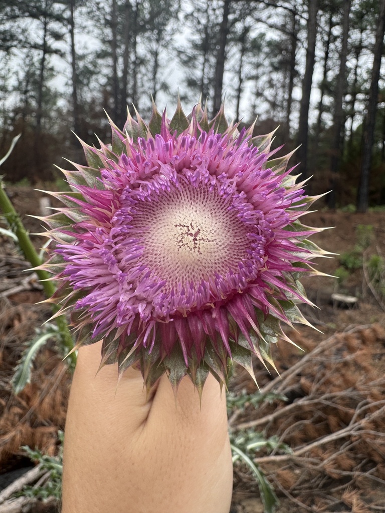 musk thistle from Alvord, TX, US on May 4, 2024 at 12:03 PM by algraff ...