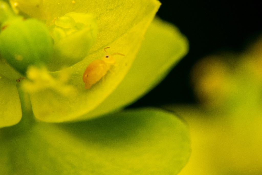 Bourletiella in May 2024 by Alan Yoshioka · iNaturalist