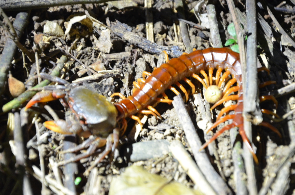 Vietnamese Centipede from 中国云南省西双版纳傣族自治州勐腊县 on September 27, 2023 at 09 ...