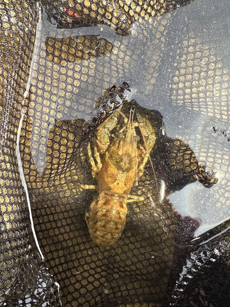 Spinycheek Crayfish from Beaver Kill, Roscoe, NY, US on May 3, 2024 at ...