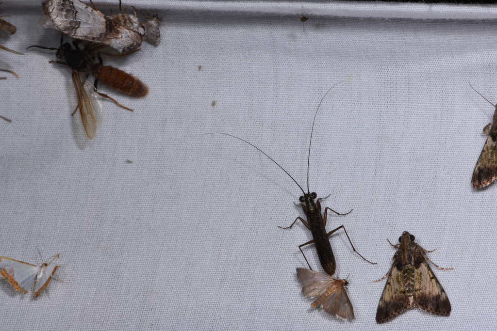 Mantoida brunneriana in August 2023 by lbmicheels · iNaturalist