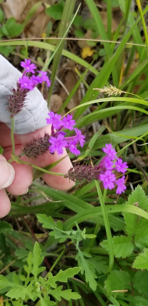 Slender Vervain from La Porte Plant Heliport, La Porte, TX 77571, USA ...