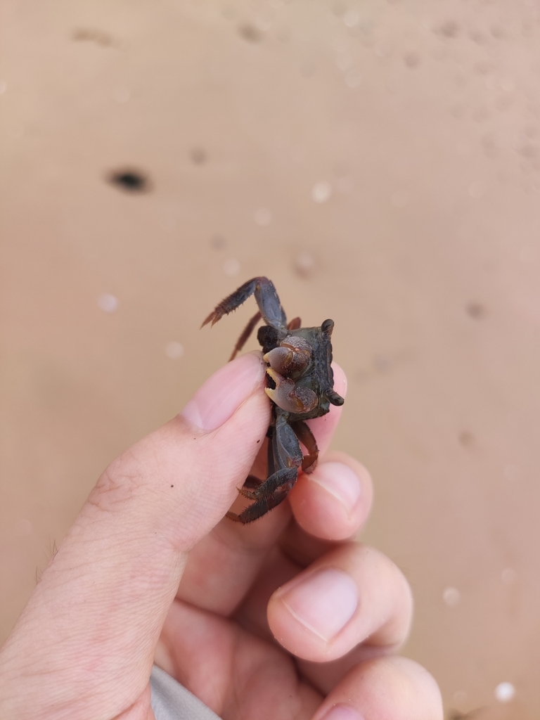 Parasesarma pictum from Ningde, CN-FJ, CN on August 6, 2022 at 05:50 PM ...