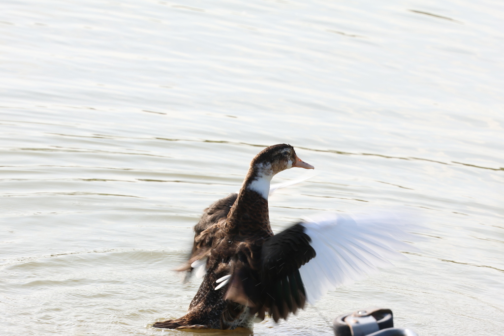 Ducks, Geese, and Swans from Westside, Houston, TX, USA on April 29 ...