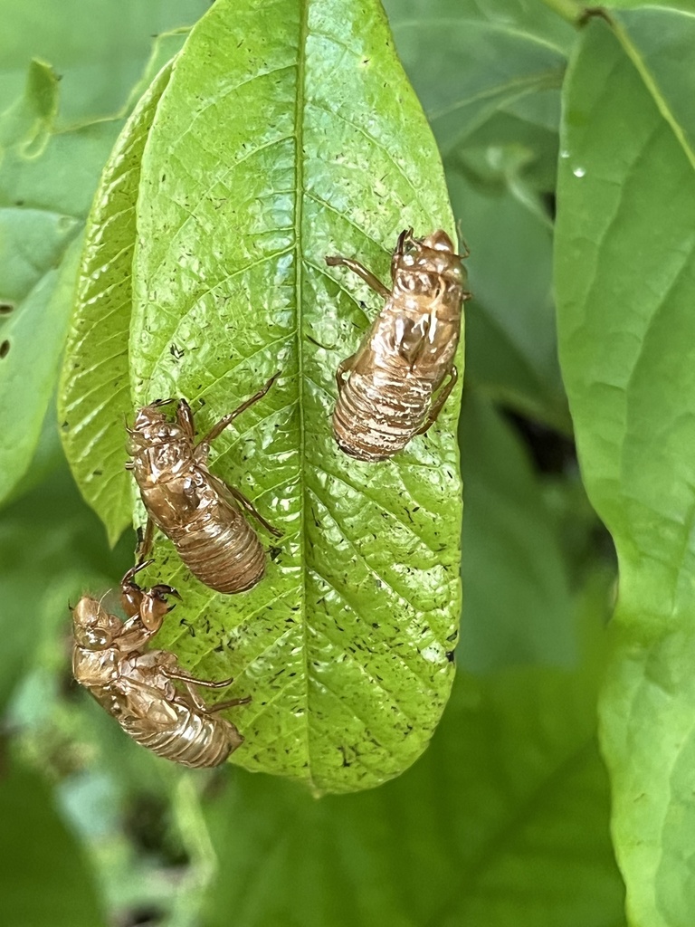 Periodical Cicadas from Colbert Dr, Nashville, TN, US on May 4, 2024 at 06:56 PM by Patrick E ...
