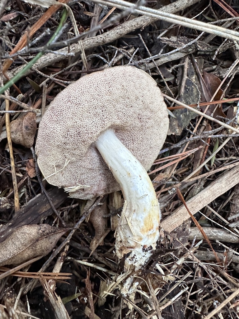 Fistulinella viscida from Craigavon Park, Auckland, Auckland, NZ on May ...