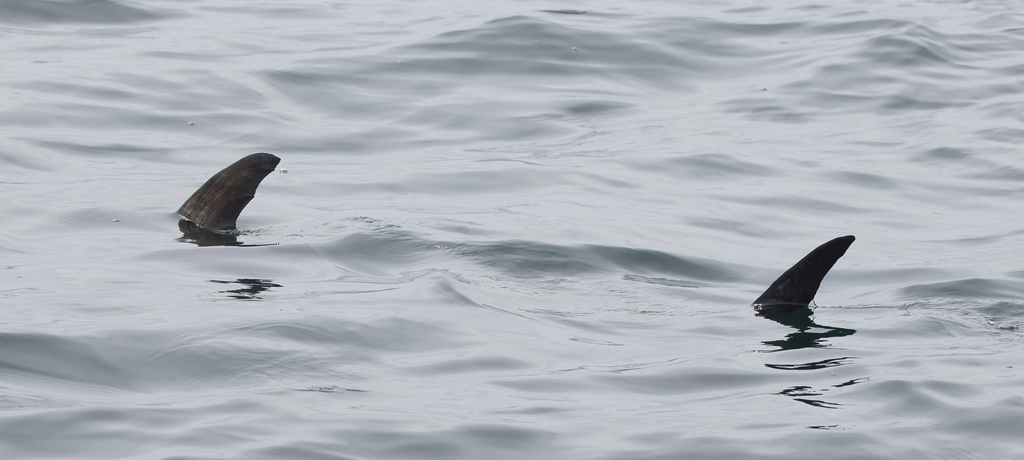 Broadbill Swordfish from Lausen Sea Mount, Orange County, CA, USA on ...