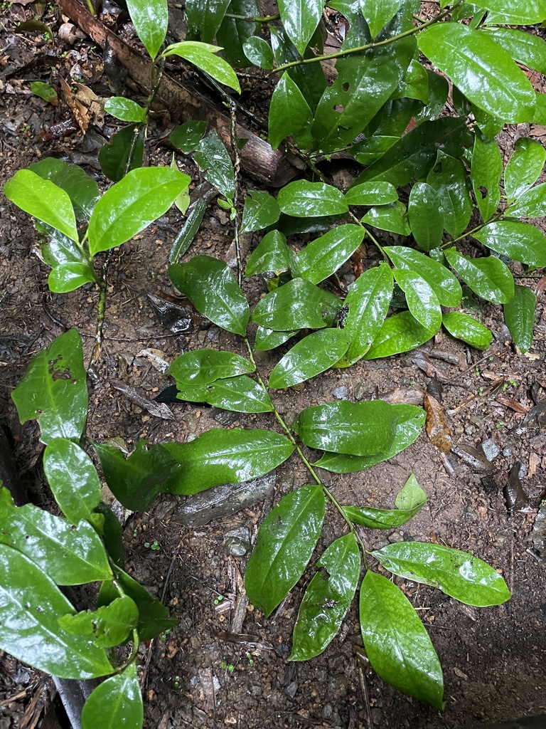 Bolwarra from D’Aguilar National Park, Mount Glorious, QLD, AU on May 4 ...
