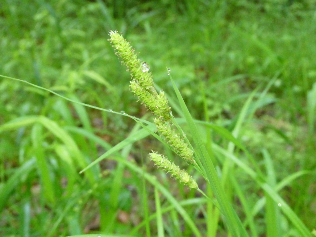 Short's sedge from Montgomery County, MD, USA on May 4, 2024 at 06:13 ...