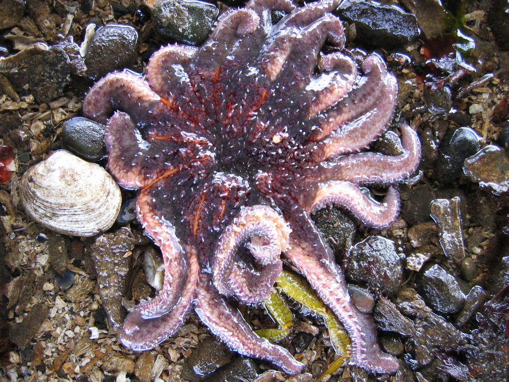 Sunflower Sea Star from Southworth, Washington, United States on May 16 ...