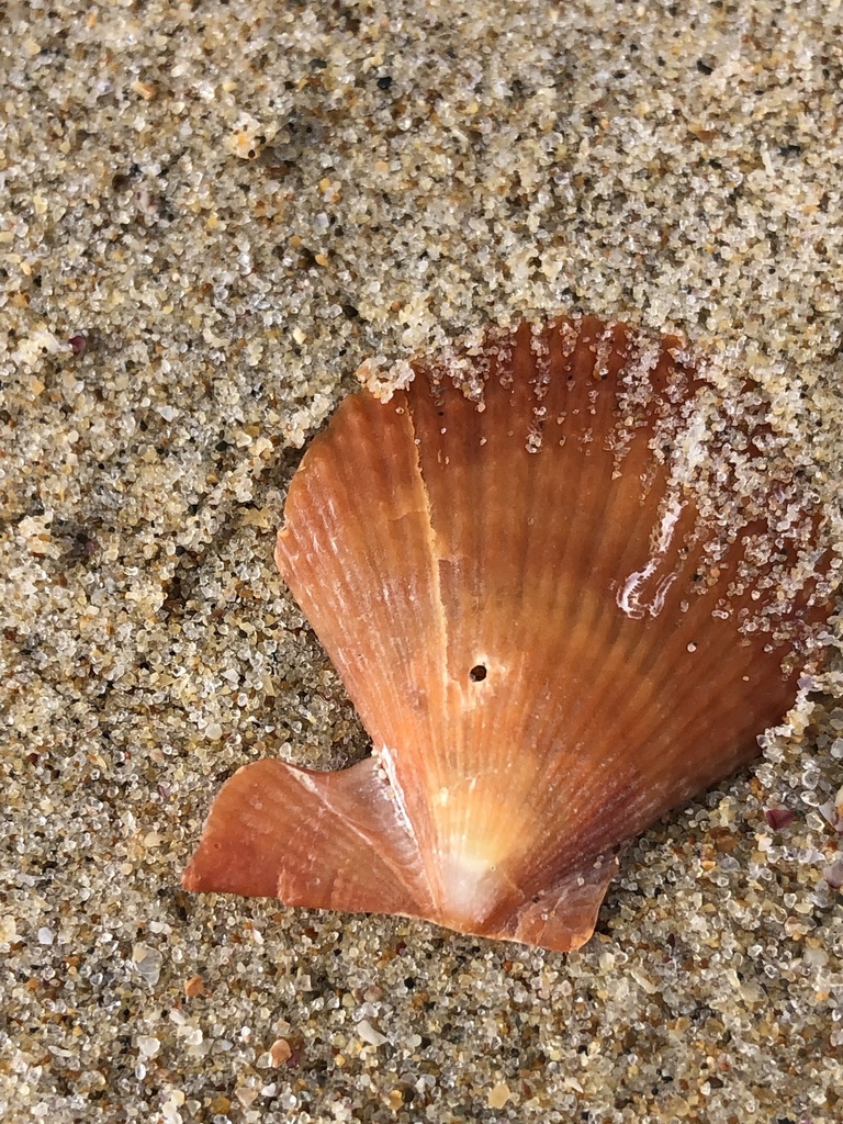 Livid Fan Scallop from Urunga, NSW, AU on May 5, 2024 at 09:21 AM by ...