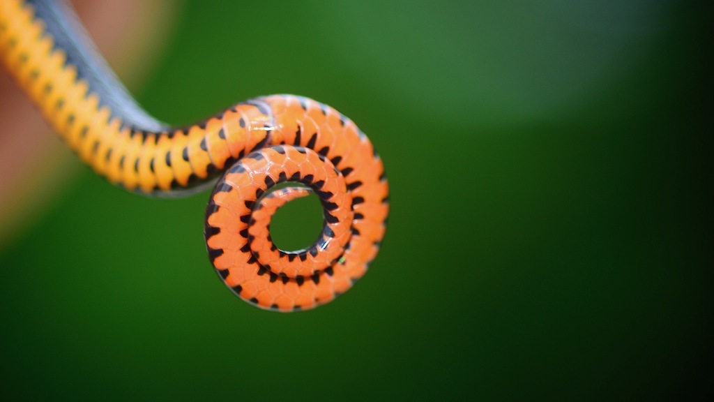 Southern Ringneck Snake (Diadophis punctatus punctatus) - Snakes and ...
