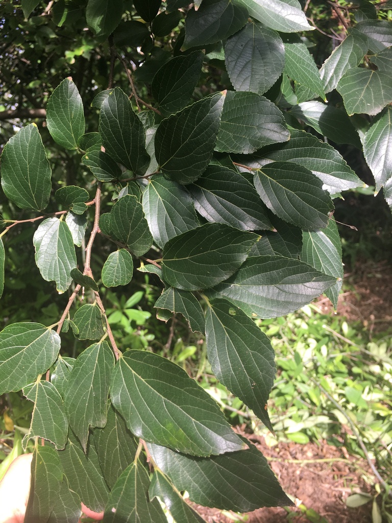 Chinese Hackberry from Hardys Rd, Mudgeeraba, QLD, AU on May 5, 2024 at ...
