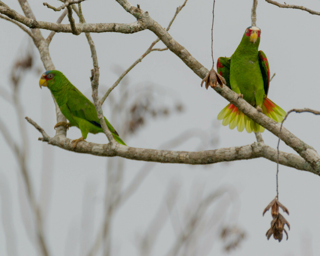 White-fronted Parrot in April 2024 by J. Ismael Arellano Ciau · iNaturalist