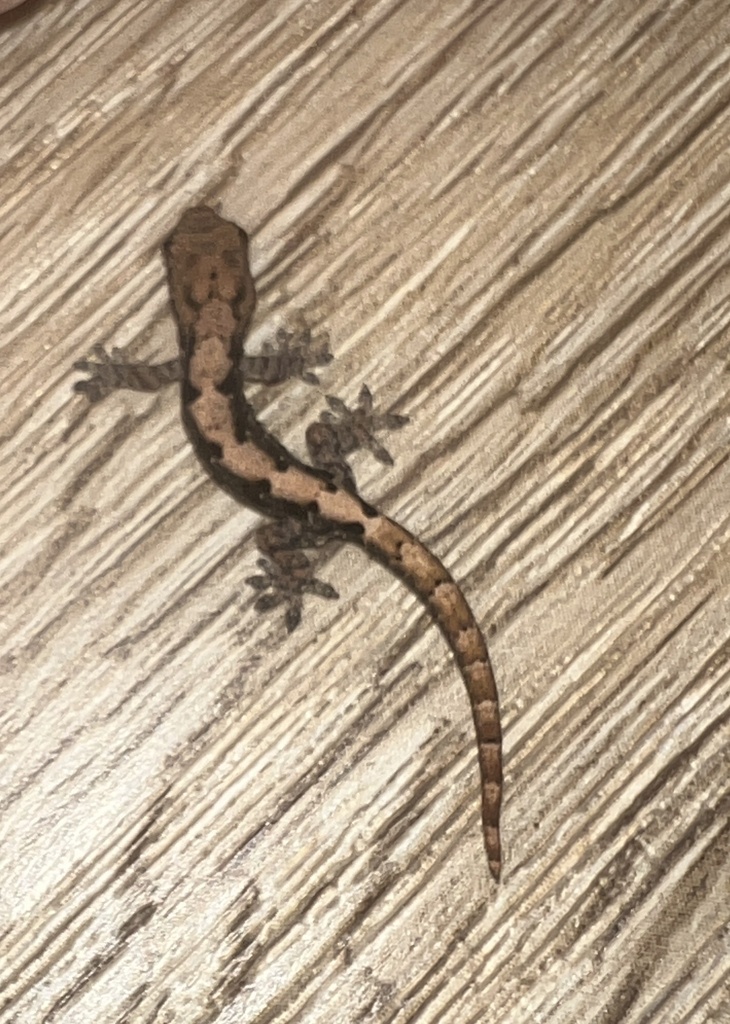 Mourning Gecko from Hawaiʻi, Keauhou, HI, US on May 4, 2024 at 05:36 PM ...