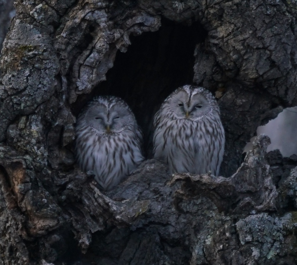 Ural Owl from Shimokuchoro, Tsurui, Akan District, Hokkaido 085-1262 ...
