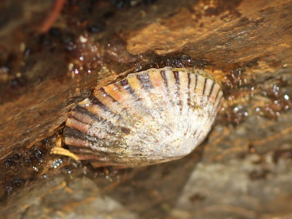 Variegated limpet from Surf Coast - West, AU-VI, AU on February 21 ...