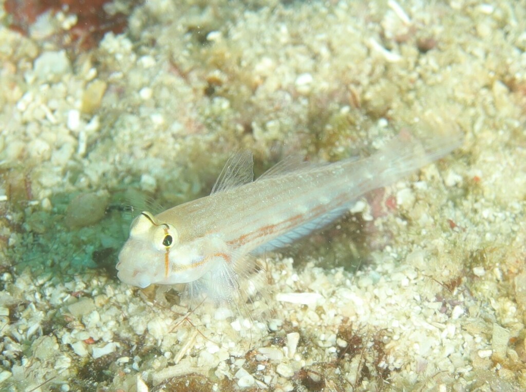 Shoulderspot Goby from Boracay Island, Malay, Aklan, Philippines on ...