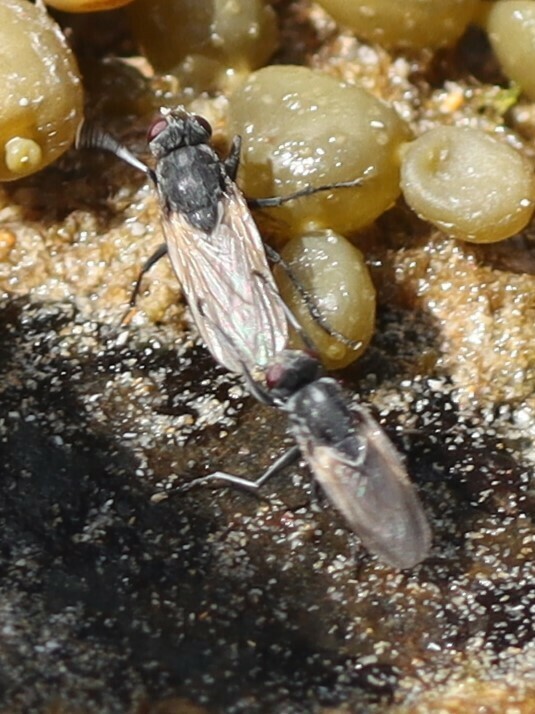 Kelp Flies from Surf Coast - West, AU-VI, AU on February 21, 2024 at 02 ...