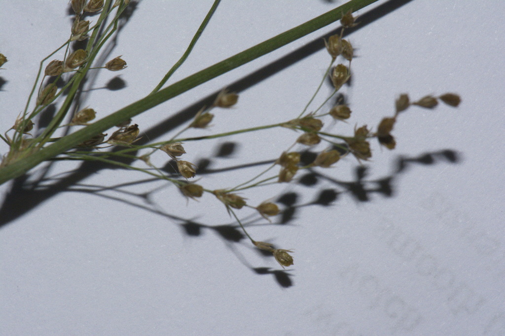 rushes in April 2019 by Pat Enright. A single plant growing in the ...
