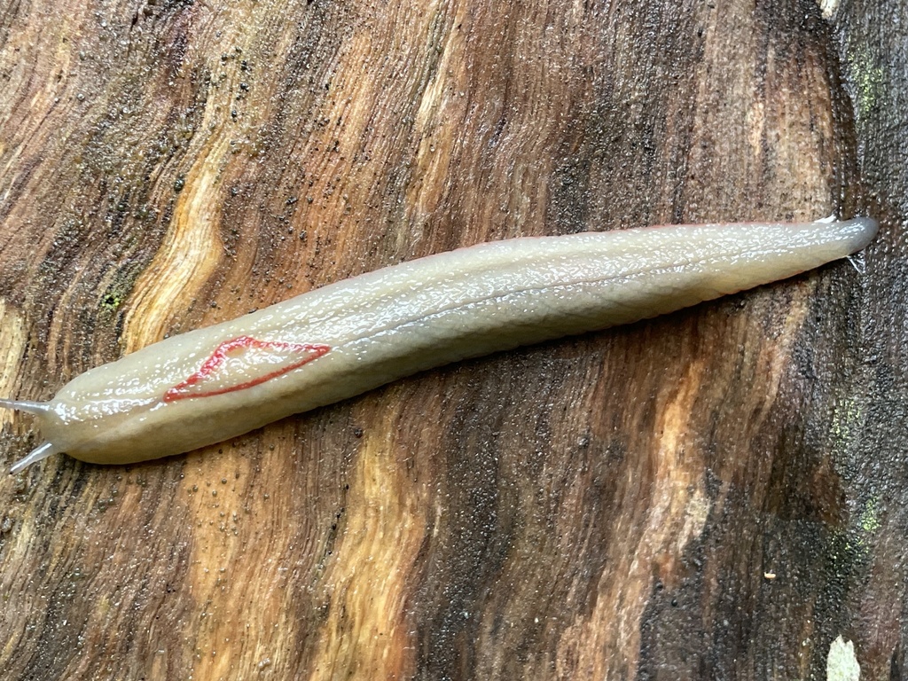 Red Triangle Slug from Bellthorpe National Park, Bellthorpe, QLD, AU on ...