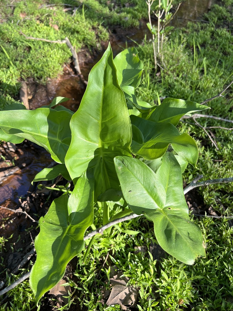 Green Arrow Arum from Bear Island, Bethesda, MD, US on April 26, 2024 ...