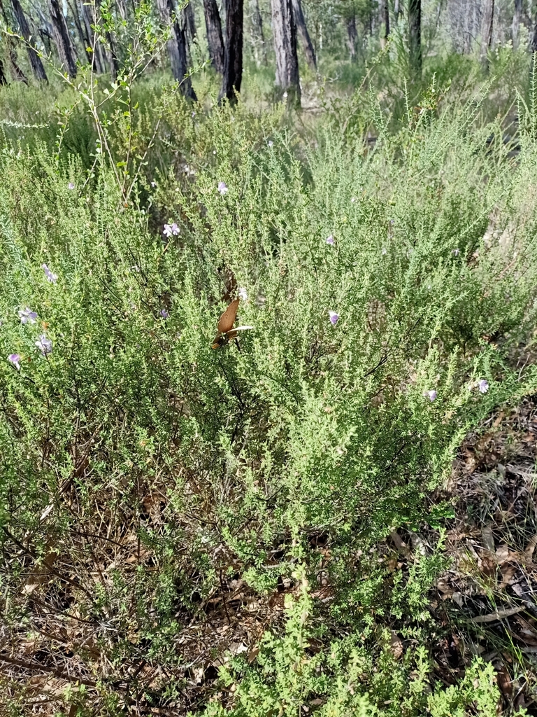 Prostanthera cryptandroides from Warwick - West, AU-QL, AU on May 5 ...