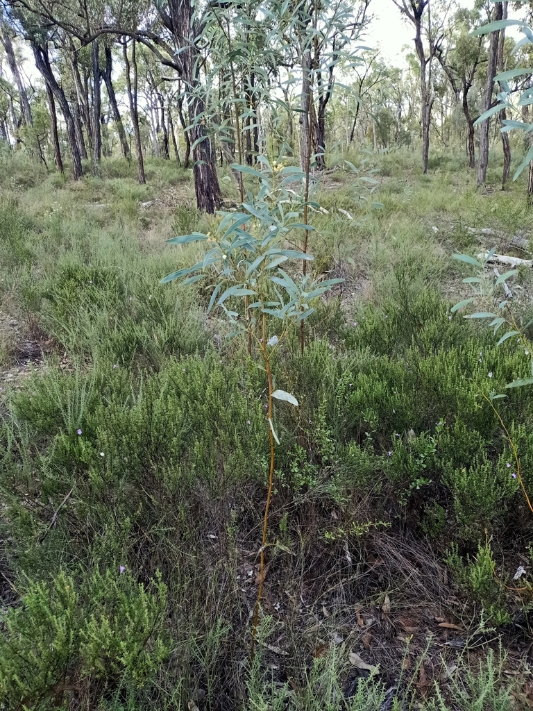 wattles from Warwick - West, AU-QL, AU on May 5, 2024 at 10:27 AM by ...