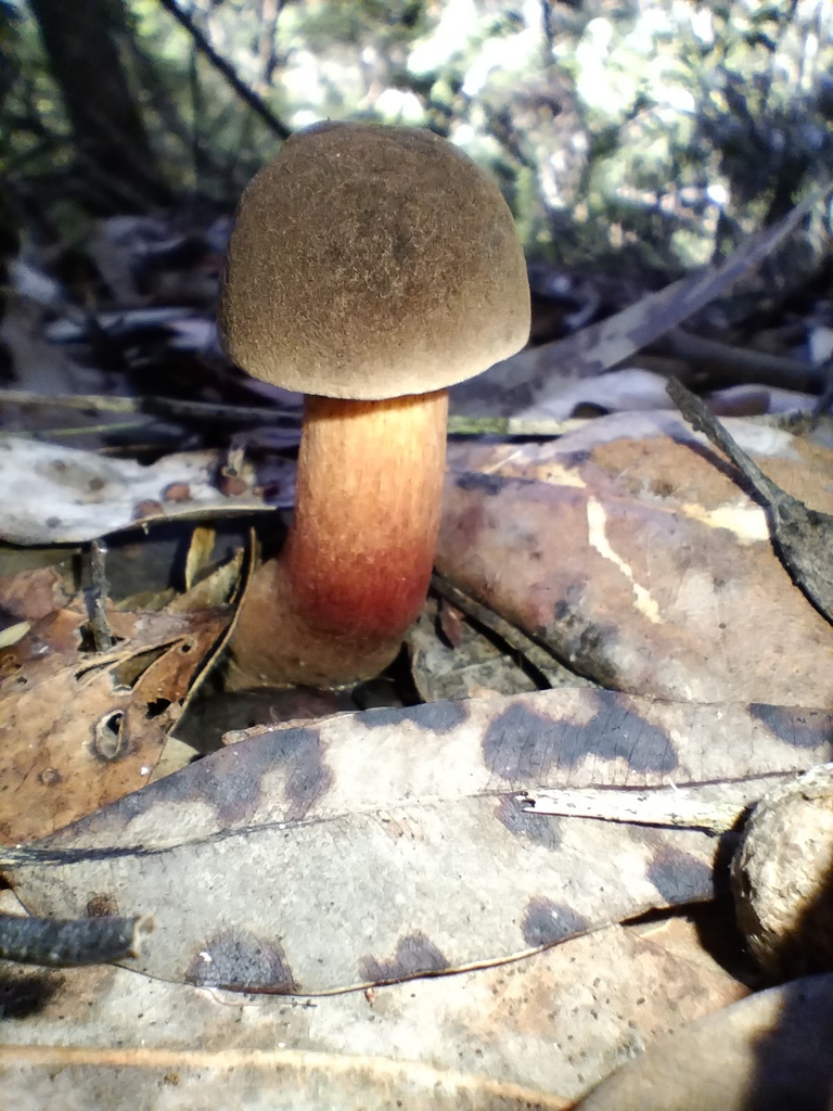 Boletellus badiovinosus from Sydney NSW, Australia on April 28, 2024 at ...