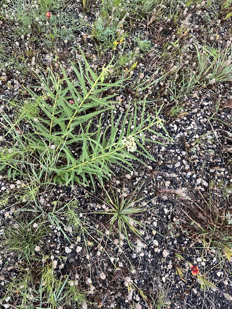 Antelopehorn Milkweed from SH-29, Hext, TX, US on May 4, 2024 at 07:26 ...