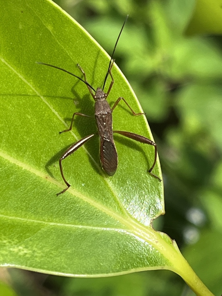 Riptortus linearis from Zampa Misaki Park, Yomitan, Okinawa, JP on May ...