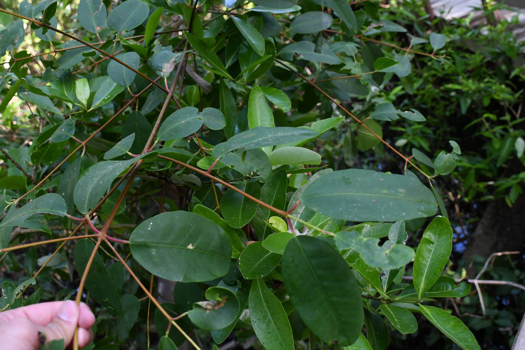 Mangle blanco desde San Andrés, San Andrés y Providencia, Colombia el ...