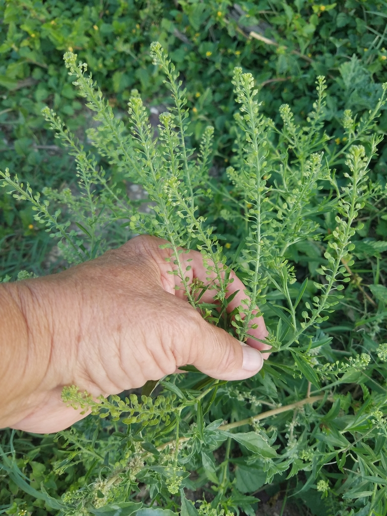 Virginia pepperweed from Hidalgo County, US-TX, US on April 28, 2019 at ...