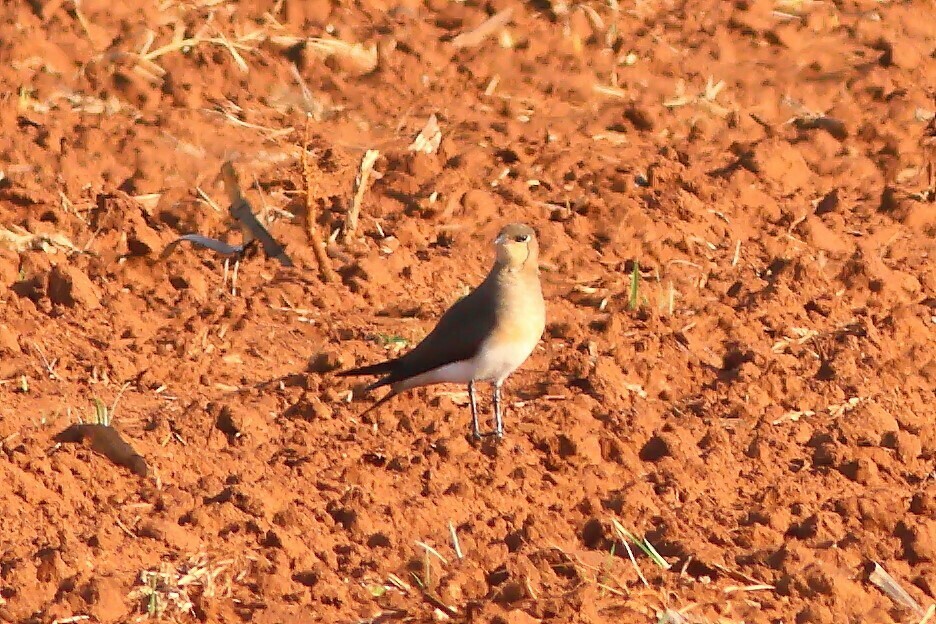 Black-winged Pratincole from Waterberg District Municipality, South ...