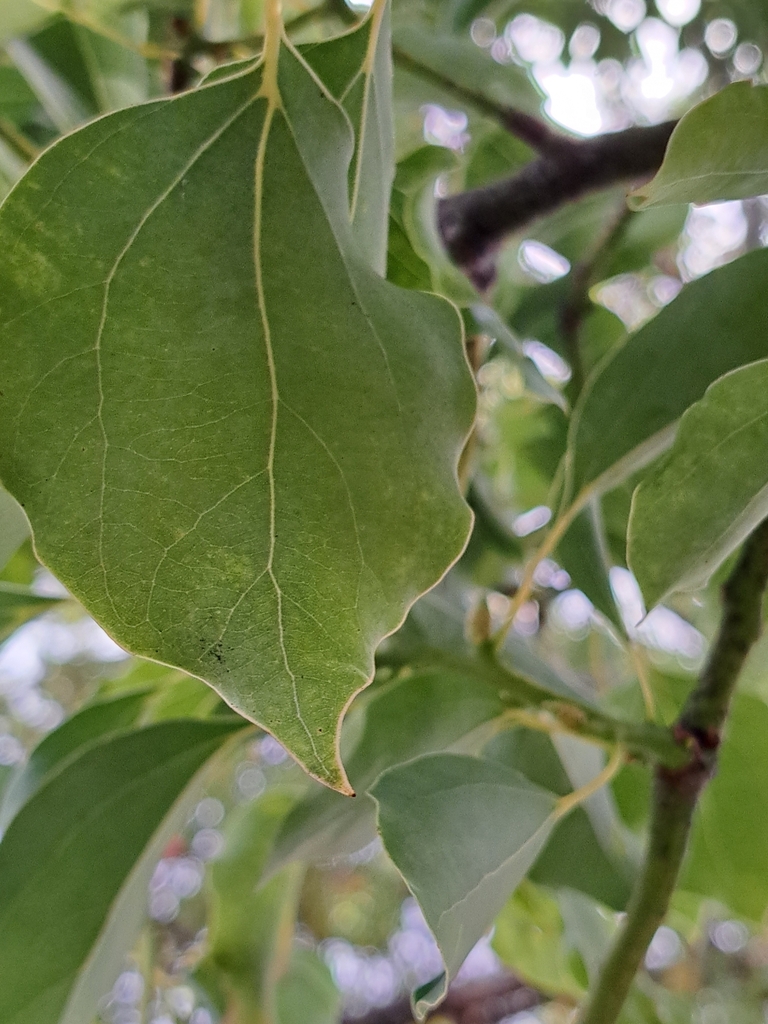 Camphor Tree from Geebung QLD 4034, Australia on May 5, 2024 at 03:28 ...