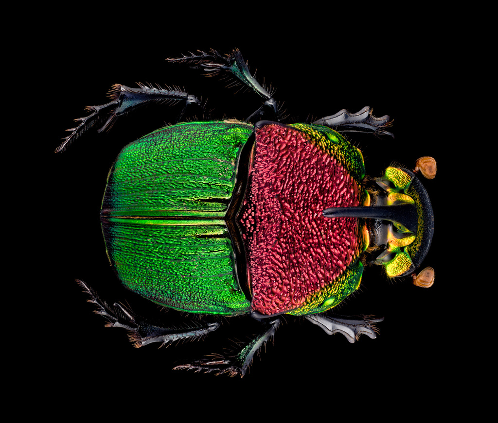 Rainbow Scarab in May 2024 by Ben Gruver. Found dead in my gravel ...